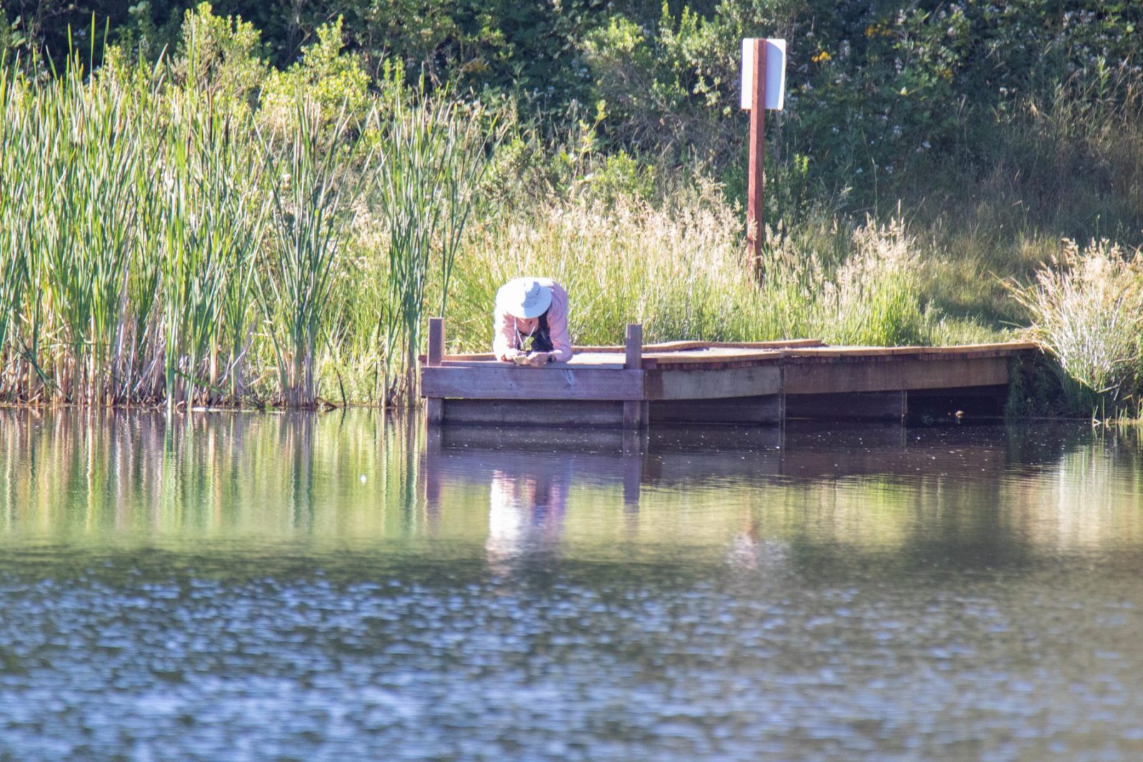 Bald Eagles at Finnon Recreation Area - KathyHawk's Bird and Photo Blog